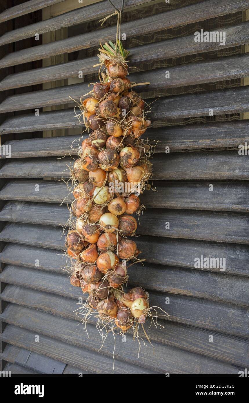 Traditional onion storage hi-res stock photography and images - Alamy