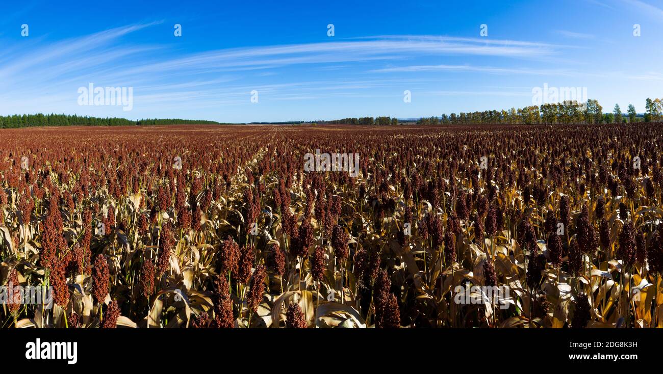 Red sorghum field farm hi-res stock photography and images - Alamy