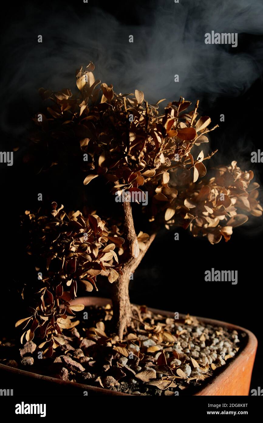 Dry bonsai in the garden, black background Stock Photo - Alamy