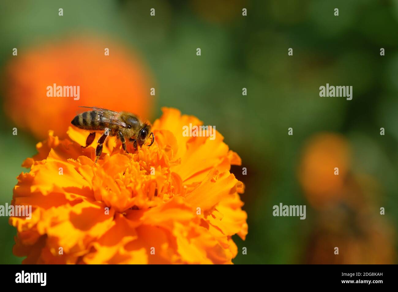 Marigold flower and a bee, working bee close up. Orange marigolds ...