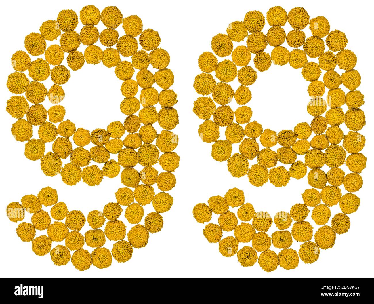 Arabic numeral 99, ninety nine, from yellow flowers of tansy, isolated ...