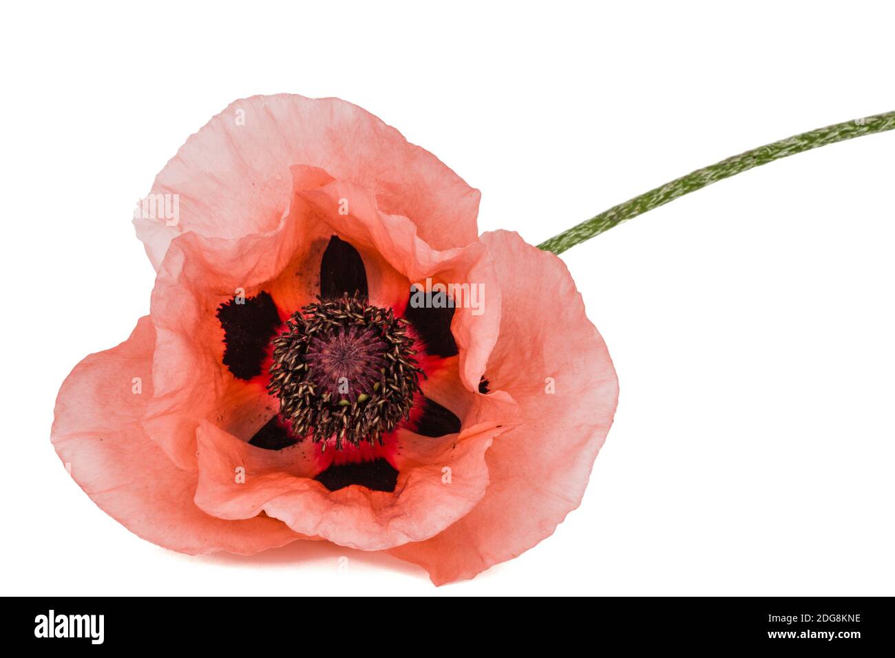Flower of rose poppy, lat. Papaver, isolated on white background Stock ...