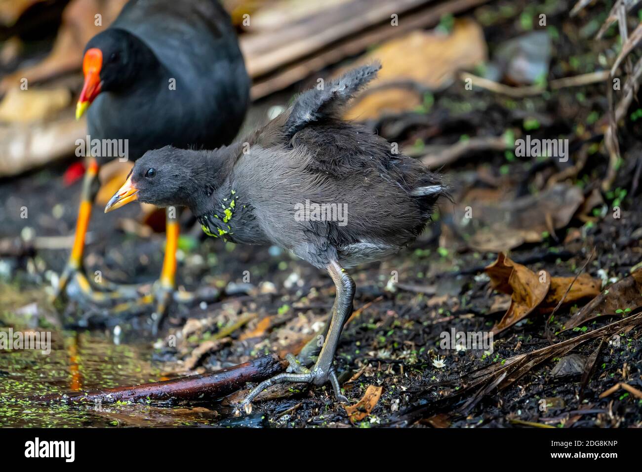 Dusky Moorhen Chick with adult bird (Gallinula tenebrosa) in wetland ...