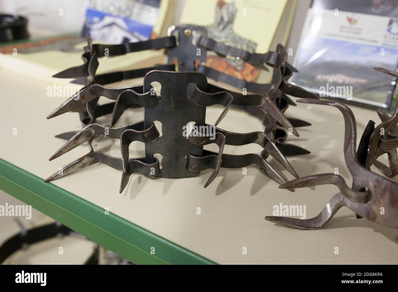 Wolf with collar hi-res stock photography and images - Alamy