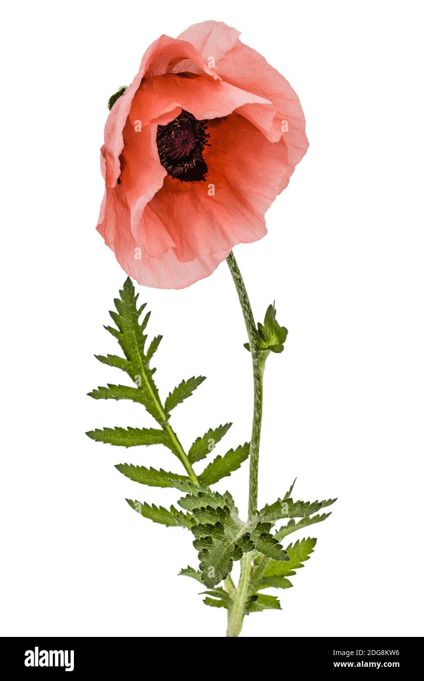 Flower of rose poppy, lat. Papaver, isolated on white background Stock ...