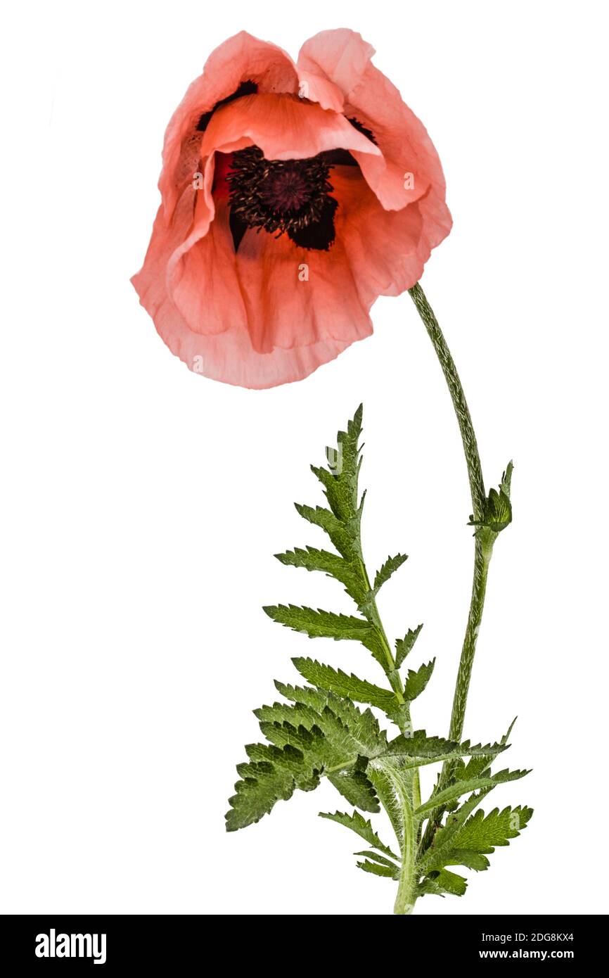 Flower of rose poppy, lat. Papaver, isolated on white background Stock ...
