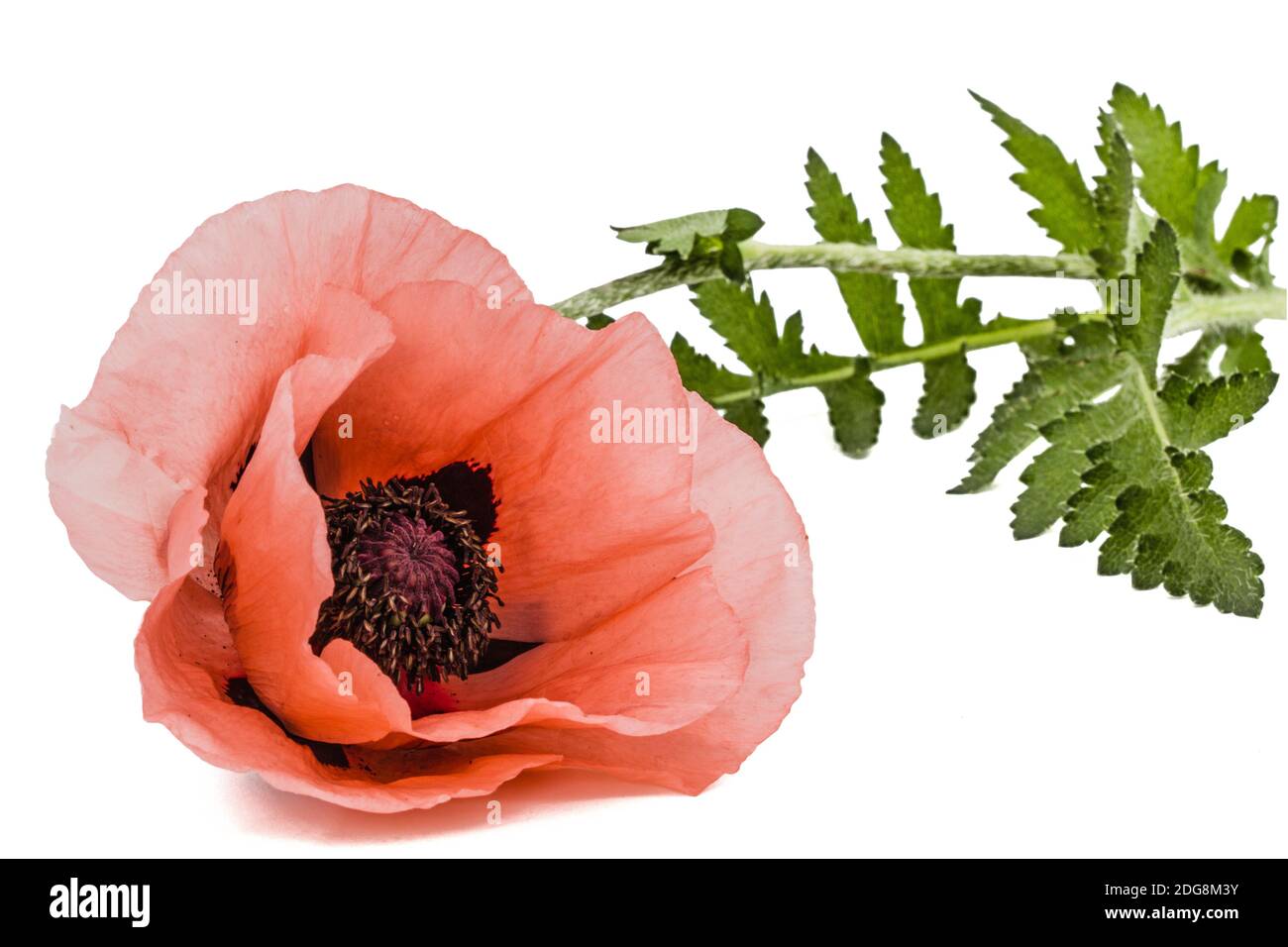 Flower of rose poppy, lat. Papaver, isolated on white background Stock ...