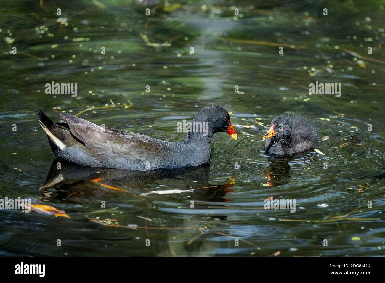 Dusky Moorhen Chick (Gallinula tenebrosa) on pond being fed by parent ...