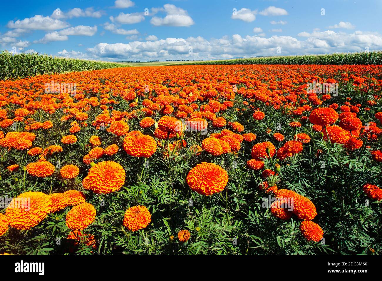 Sanjiang plain farmland in summer Stock Photo - Alamy