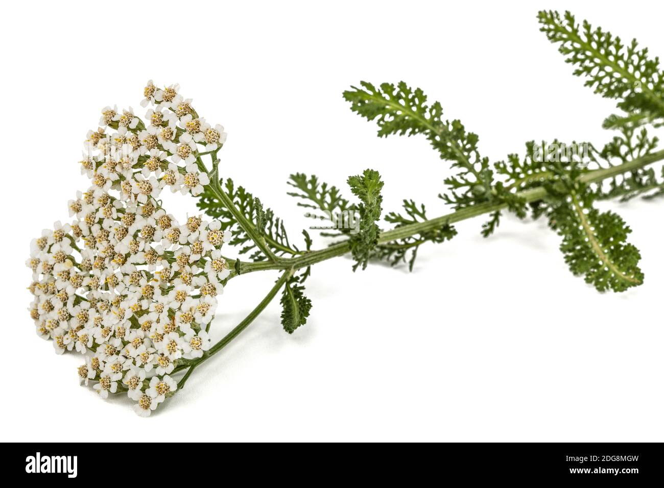 Flowers of yarrow, lat. Achillea millefolium, isolated on white ...