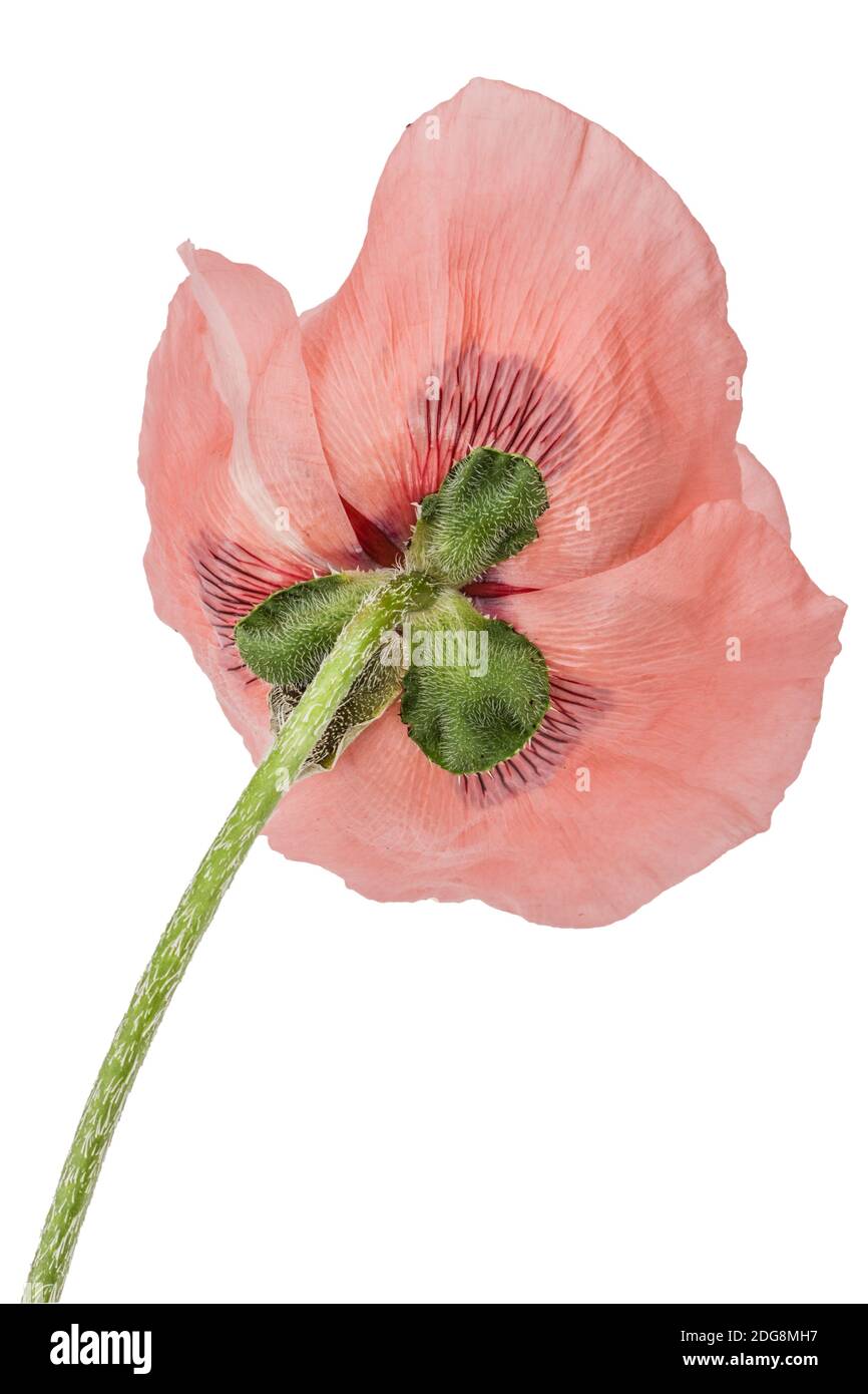 Flower of rose poppy, lat. Papaver, isolated on white background Stock ...
