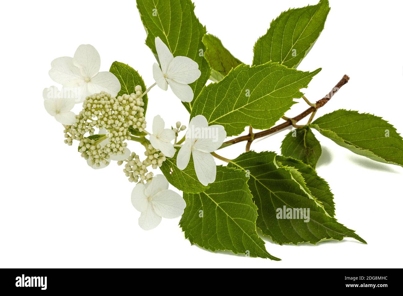 Inflorescence of hydrangea, lat. Hydrangea paniculata, isolated on ...