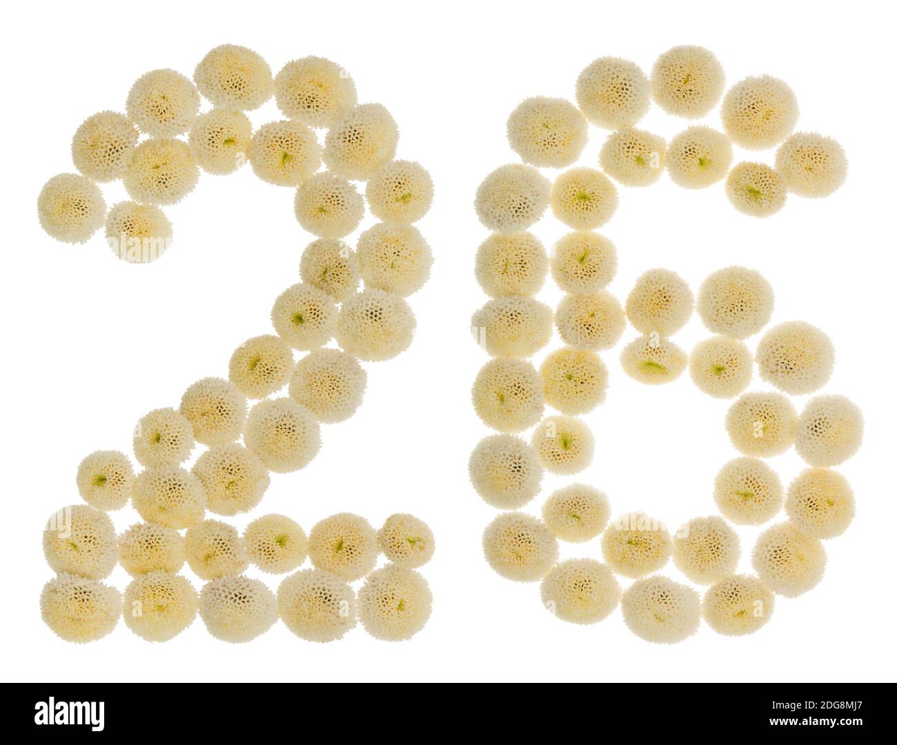 Arabic numeral 26, twenty six, from cream flowers of chrysanthemum ...