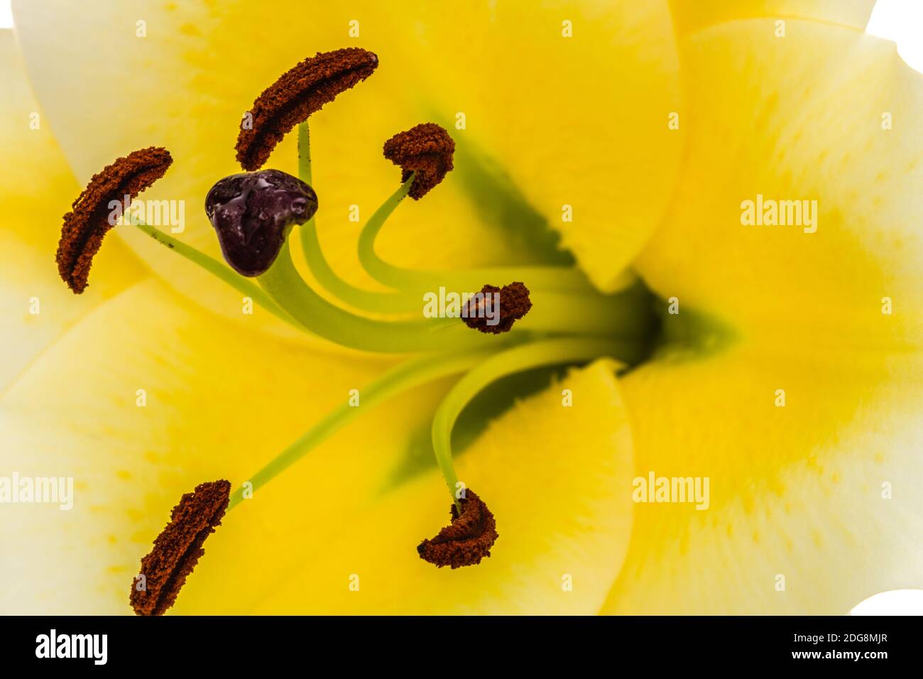 Flower of yellow oriental lily closeup, isolated on white background ...