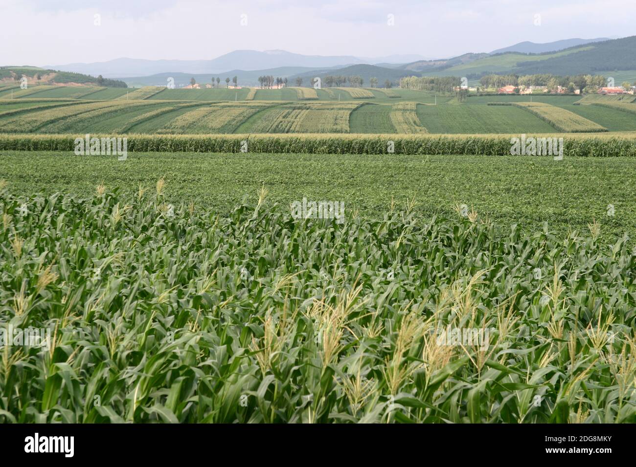 The sanjiang plain hi-res stock photography and images - Alamy