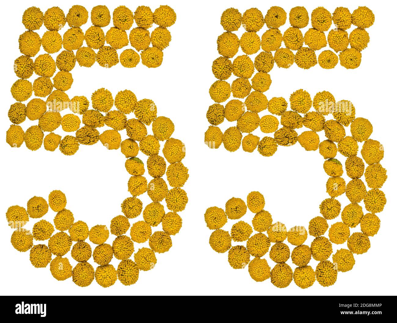 Arabic numeral 55, fifty five, from yellow flowers of tansy, isolated ...