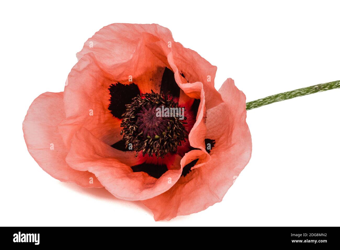 Flower of rose poppy, lat. Papaver, isolated on white background Stock ...