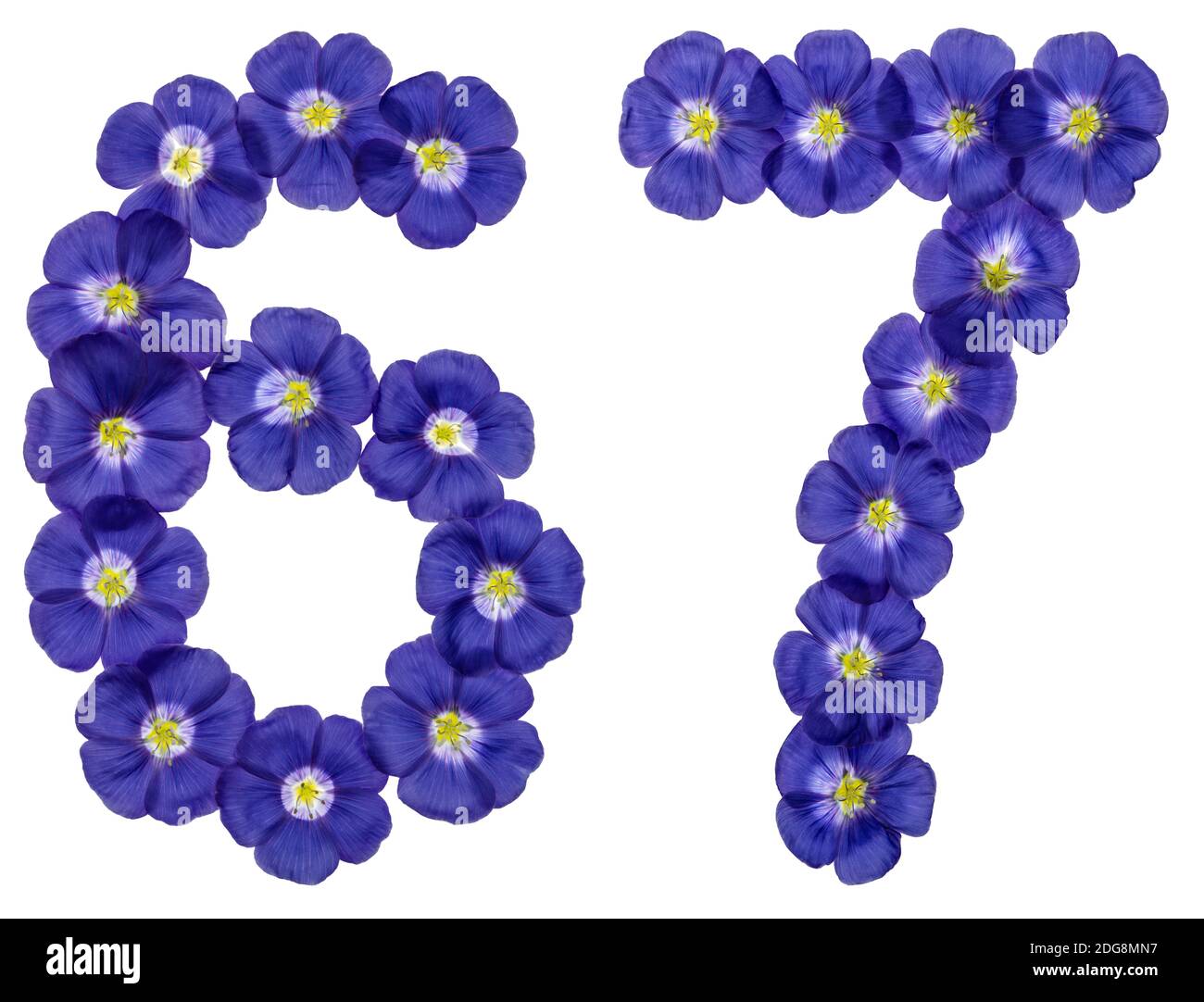 Arabic numeral 67, sixty seven, from blue flowers of flax, isolated on ...