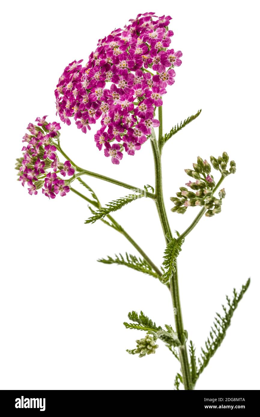 Flowers of yarrow, lat. Achillea millefolium, isolated on white ...