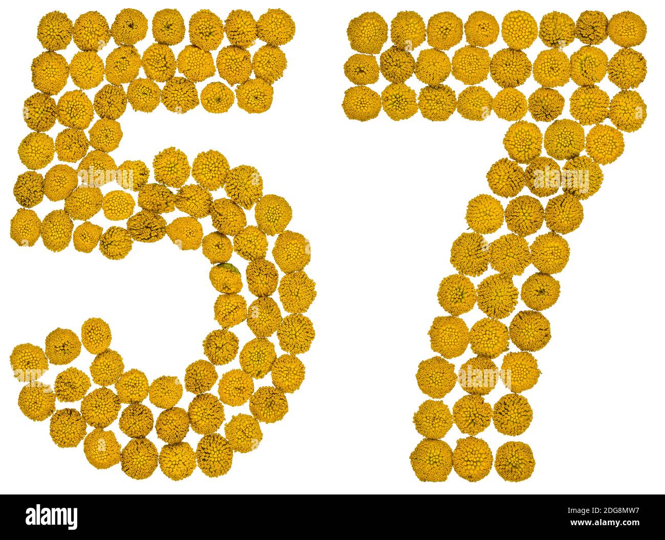 Arabic numeral 57, fifty seven, from yellow flowers of tansy, isolated ...