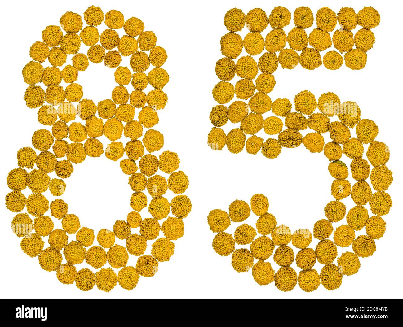 Arabic numeral 85, eighty five, from yellow flowers of tansy, isolated ...