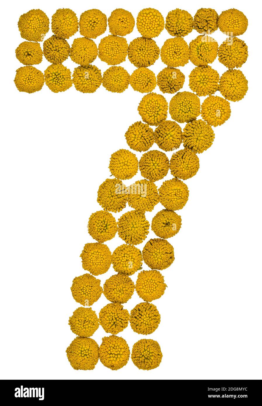 Arabic numeral 7, seven, from yellow flowers of tansy, isolated on ...