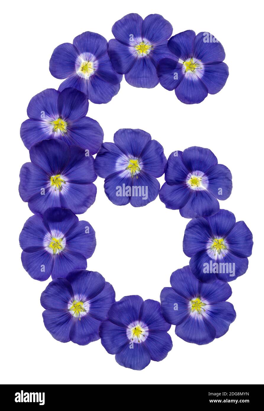 Arabic numeral 6, six, from blue flowers of flax, isolated on white ...