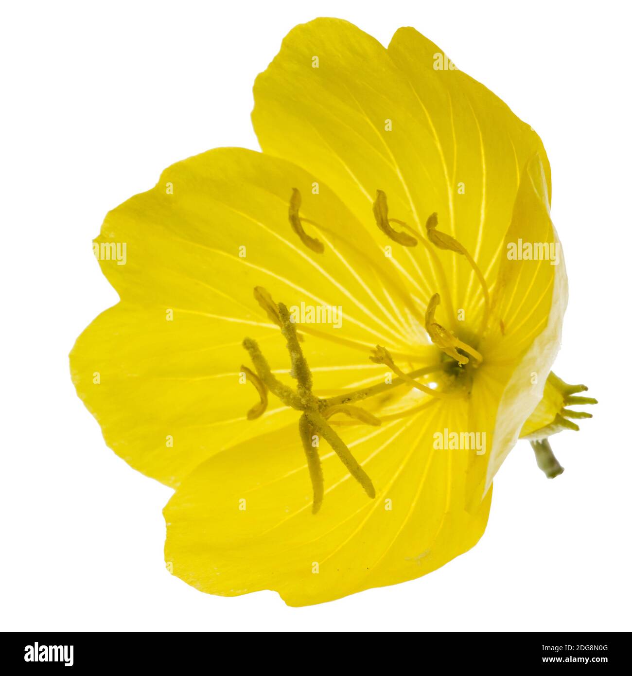 Yellow flower of Evening Primrose, lat. Oenothera, isolated on white ...