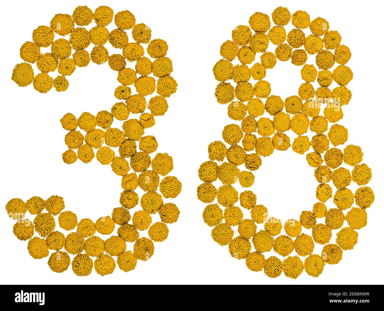 Arabic numeral 38, thirty eight, from yellow flowers of tansy, isolated ...