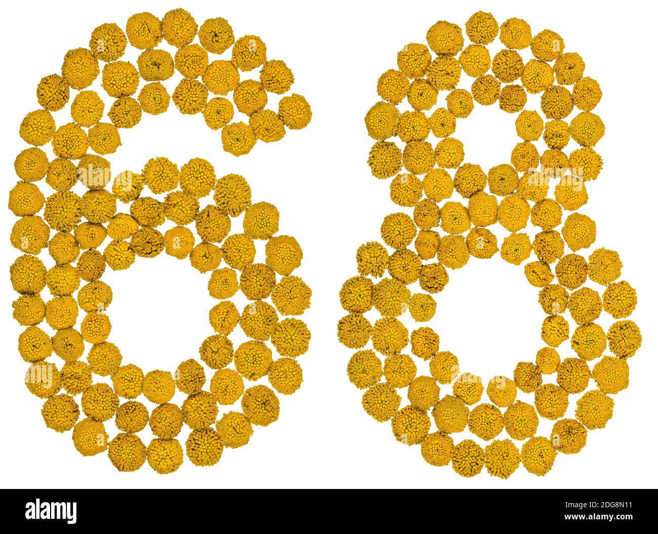 Arabic numeral 68, sixty eight, from yellow flowers of tansy, isolated ...