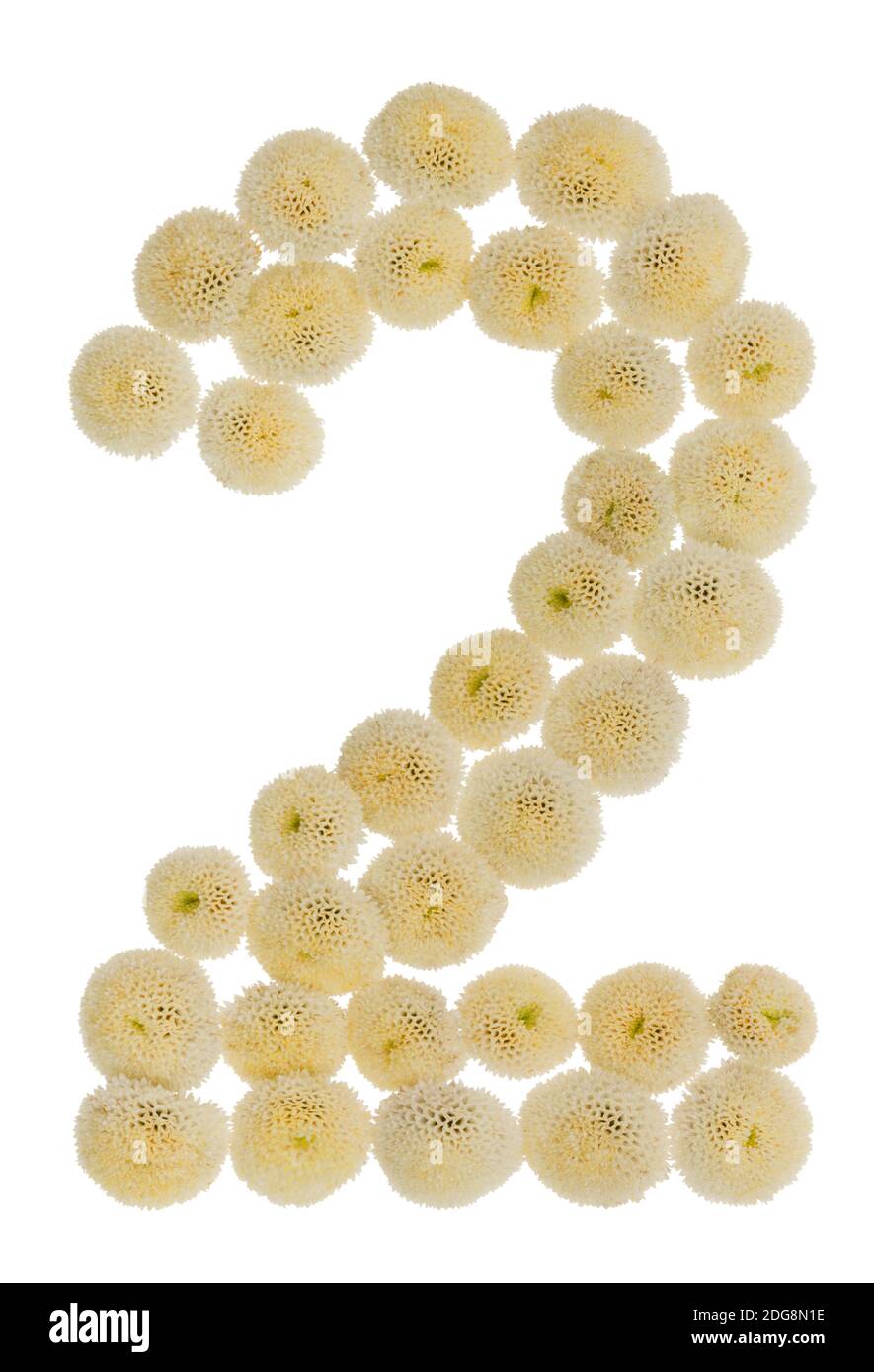 Arabic numeral 2, two, from cream flowers of chrysanthemum, isolated on ...