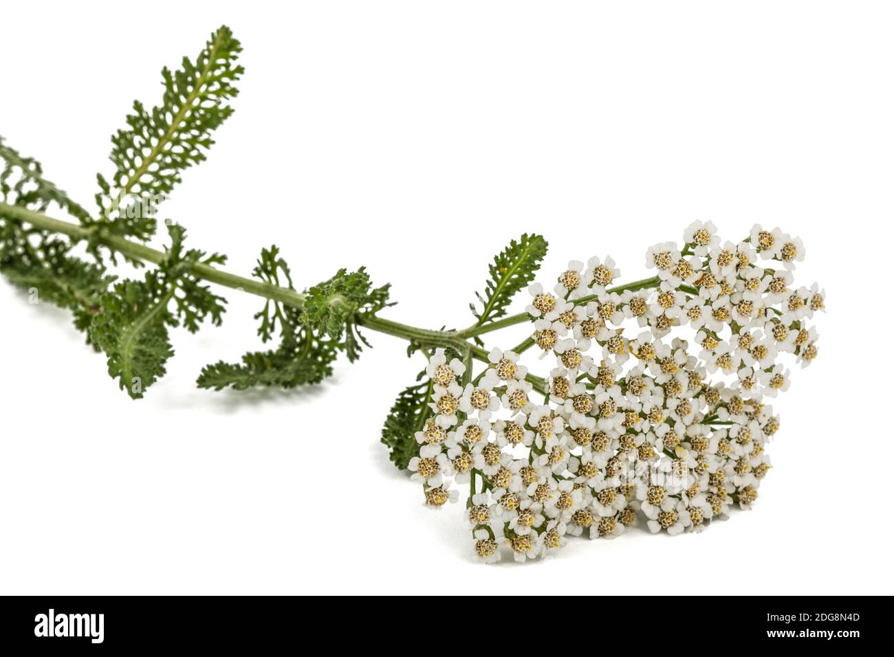 Flowers of yarrow, lat. Achillea millefolium, isolated on white ...