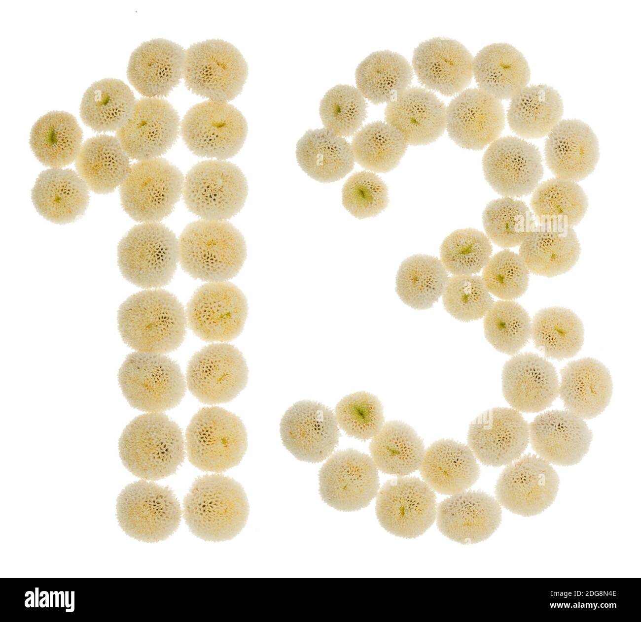 Arabic numeral 13, thirteen, from cream flowers of chrysanthemum ...