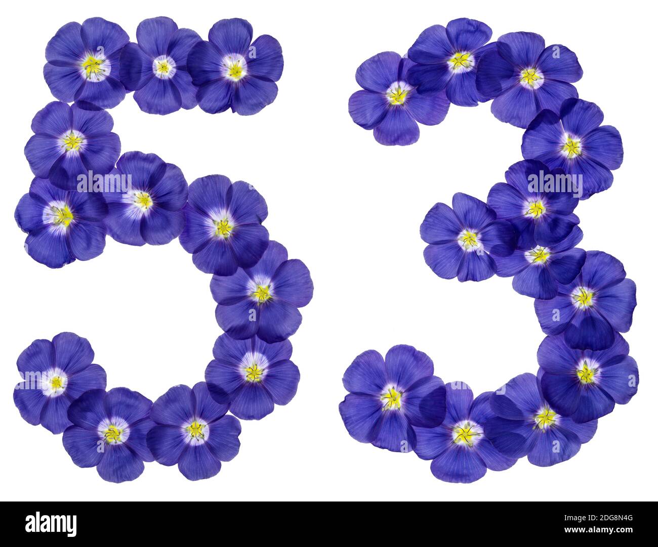 Arabic numeral 53, fifty three, from blue flowers of flax, isolated on ...