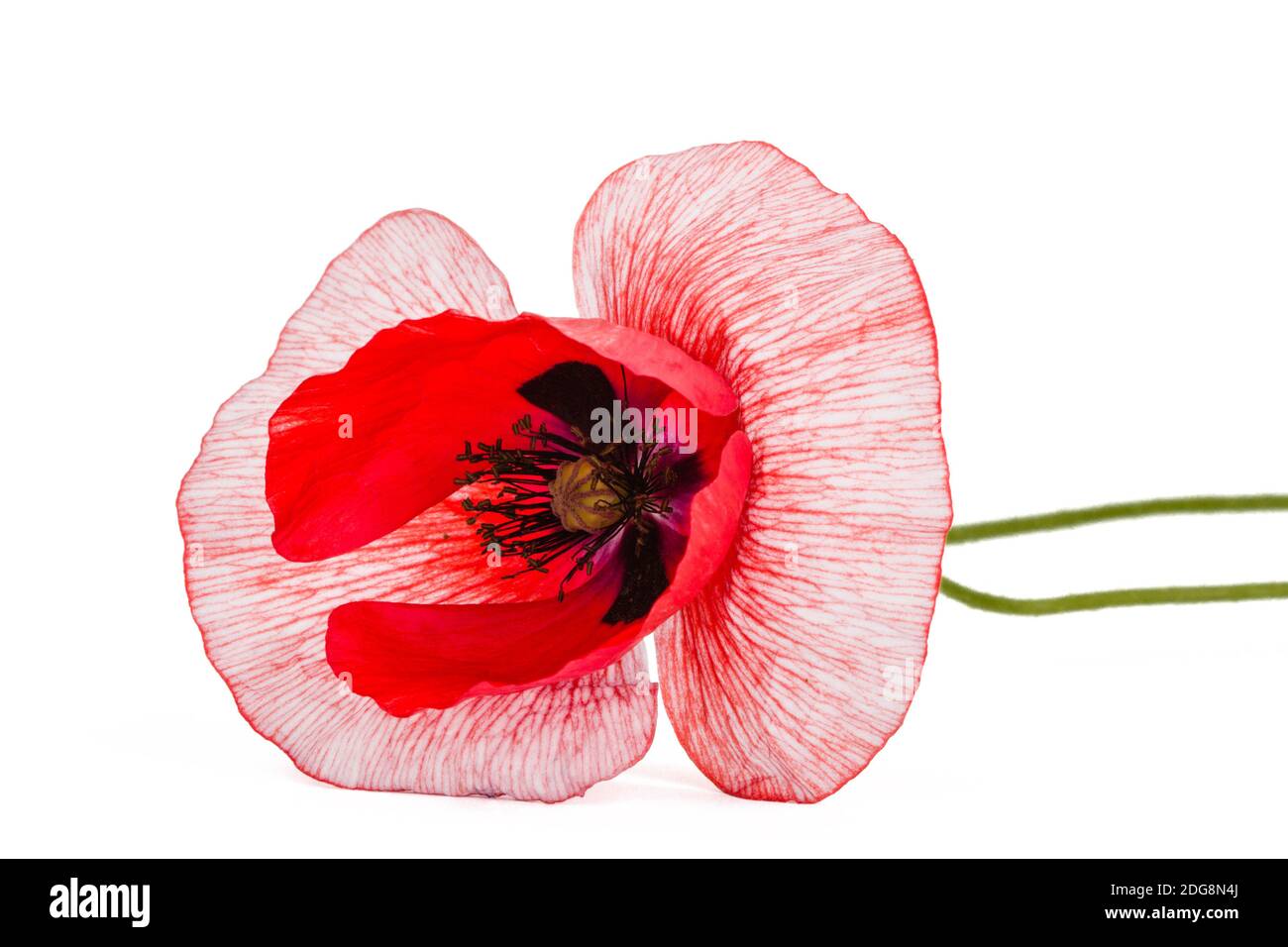 The flower of a poppy with unusual coloring of petalsisolated on white ...