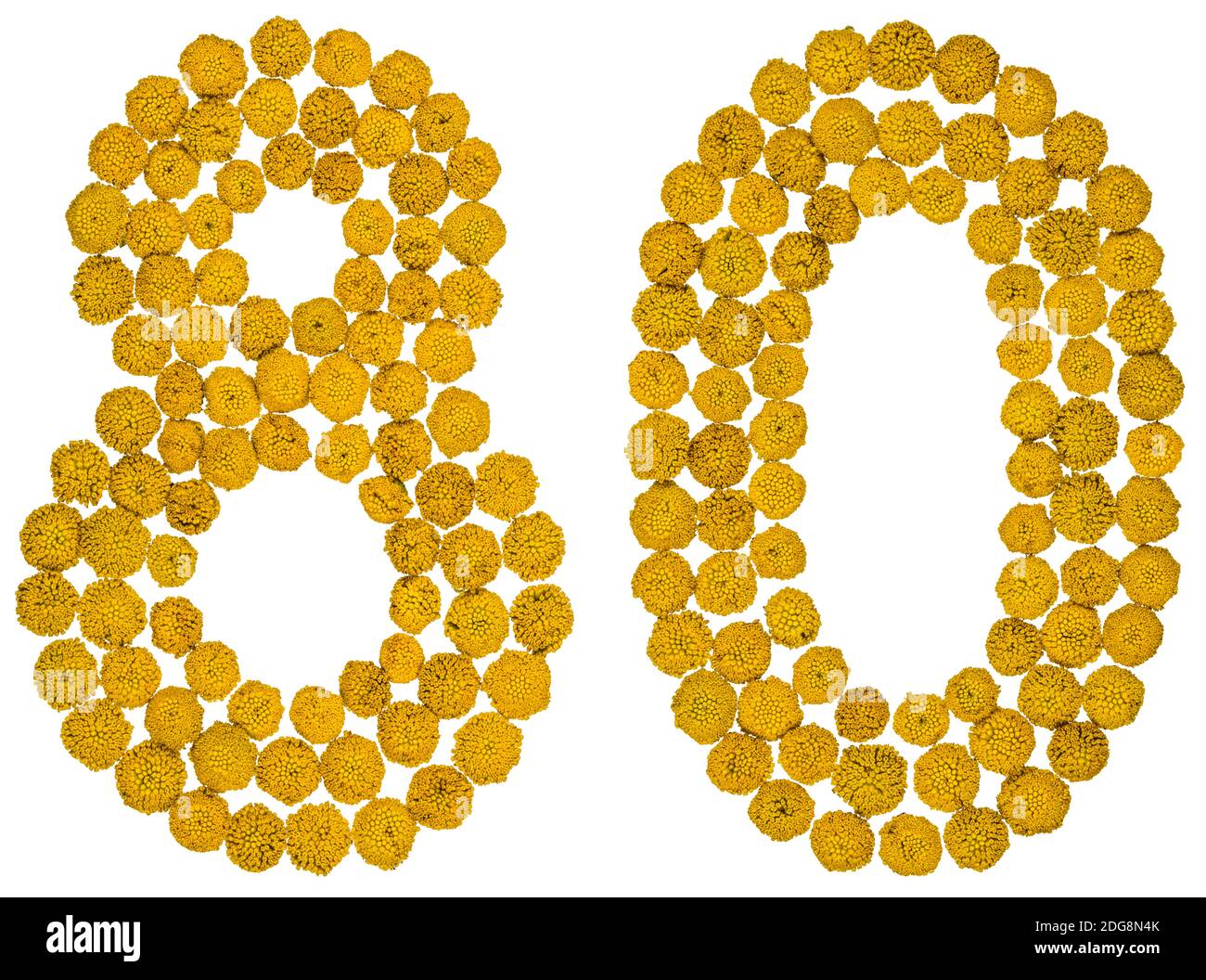 Arabic numeral 80, eighty, from yellow flowers of tansy, isolated on ...