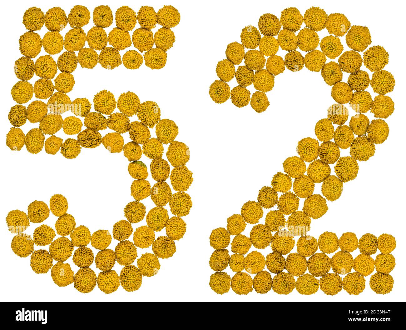 Arabic numeral 52, fifty two, from yellow flowers of tansy, isolated on ...