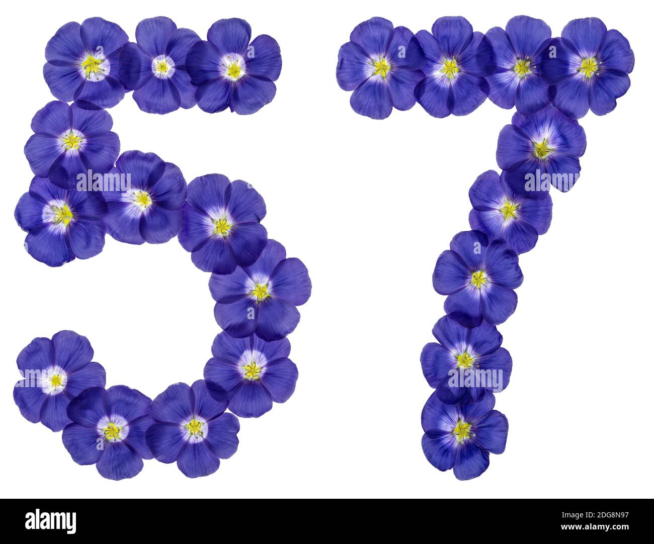 Arabic numeral 57, fifty seven, from blue flowers of flax, isolated on ...