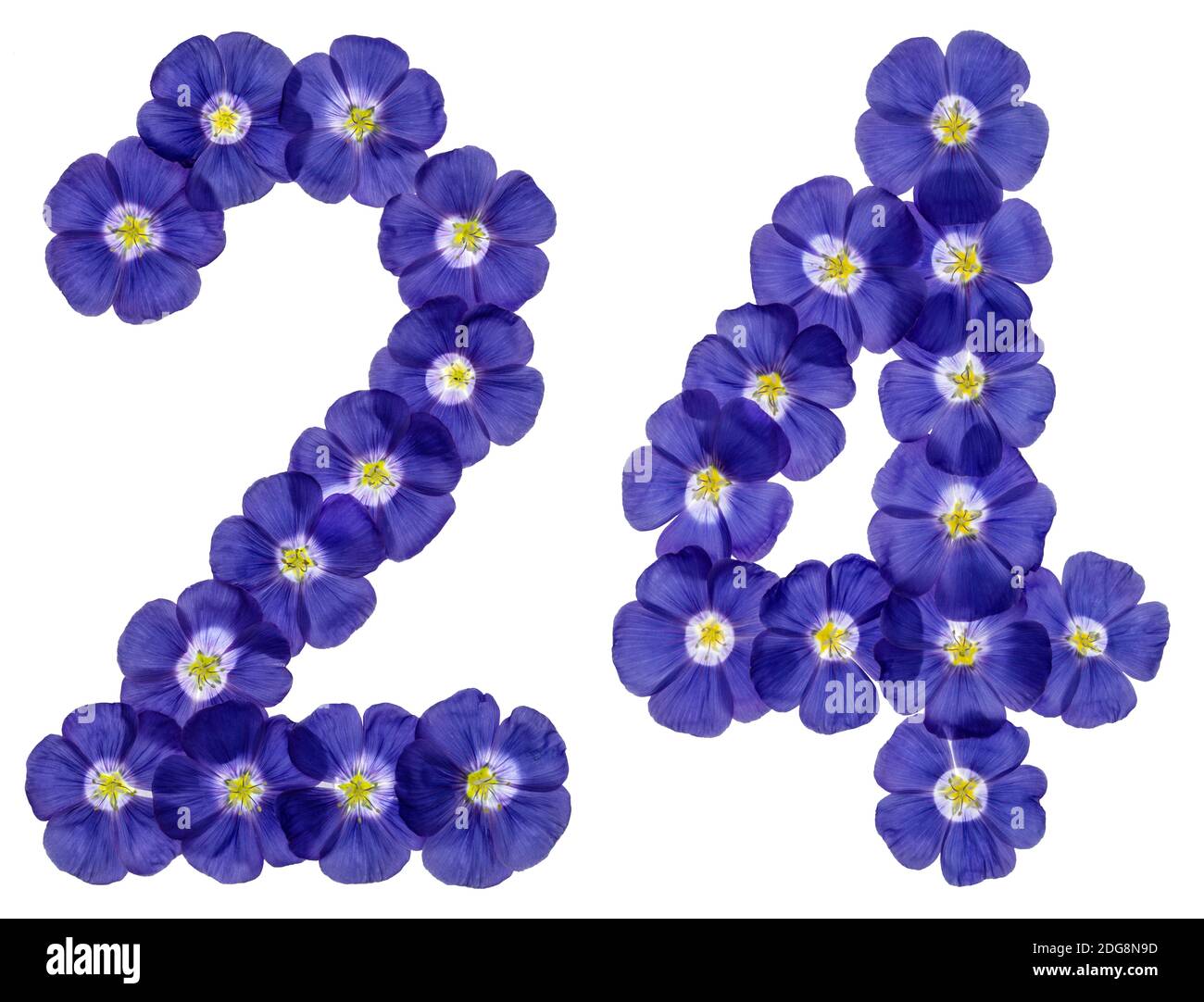 Arabic numeral 24, twenty four, from blue flowers of flax, isolated on ...