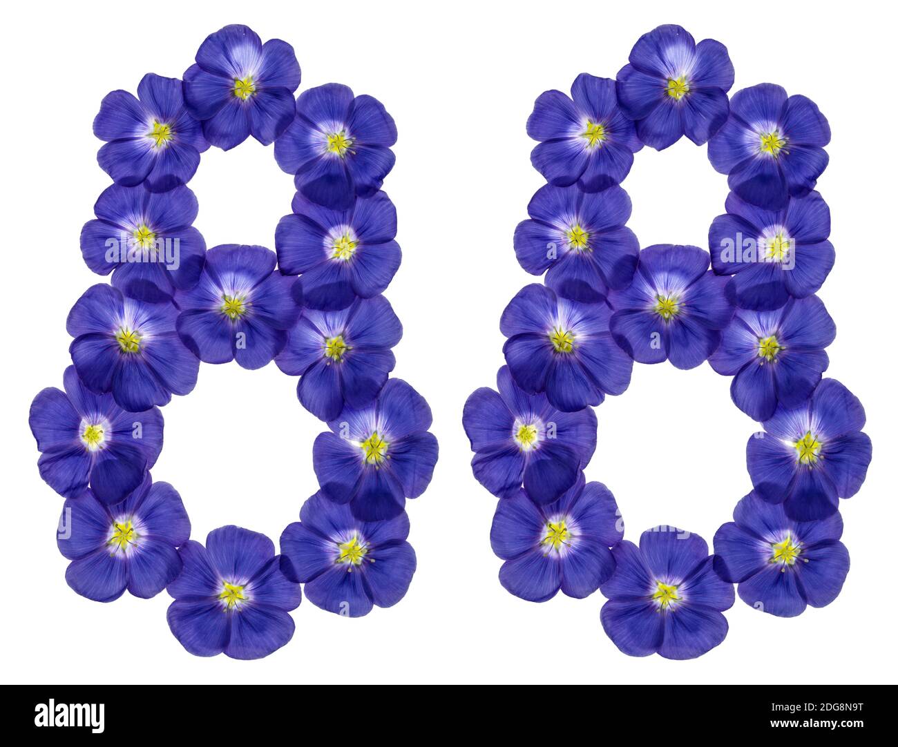 Arabic numeral 88, eighty eight, from blue flowers of flax, isolated on ...