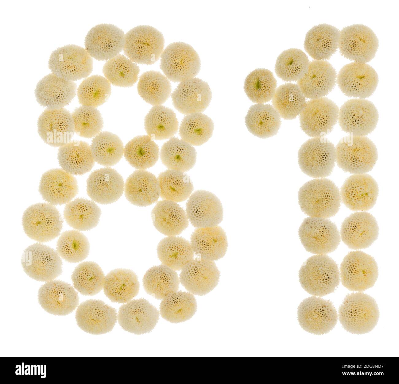 Arabic numeral 81, eighty one, from cream flowers of chrysanthemum ...