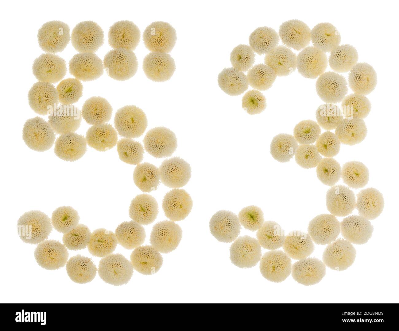 Arabic numeral 53, fifty three, from cream flowers of chrysanthemum ...