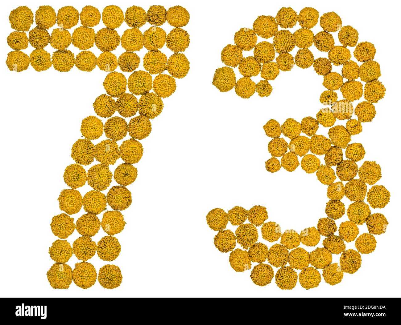 Arabic numeral 73, seventy three, from yellow flowers of tansy ...