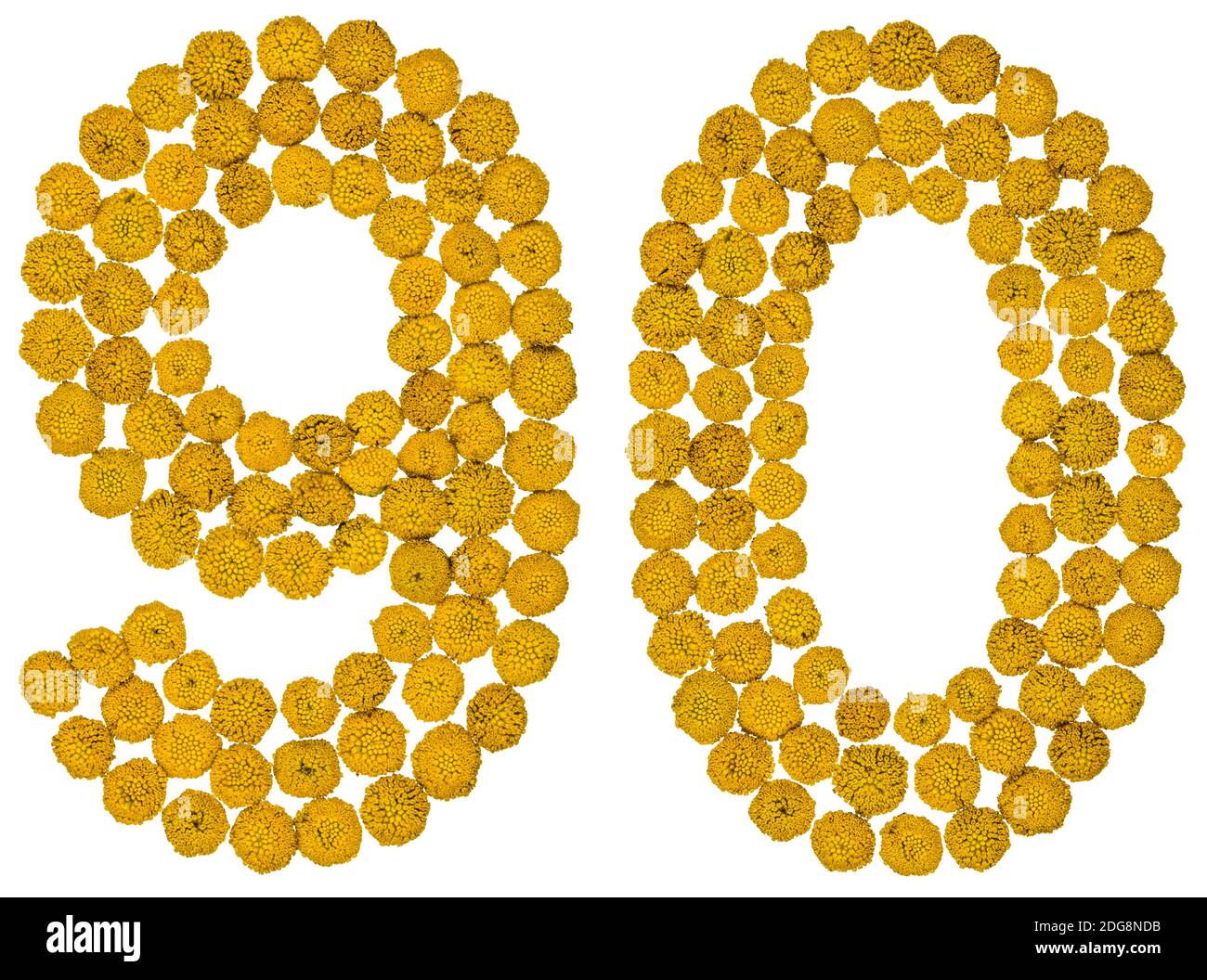 Arabic numeral 90, ninety, from yellow flowers of tansy, isolated on ...