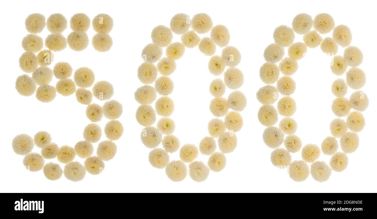 Arabic numeral 500, five hundred, from cream flowers of chrysanthemum ...