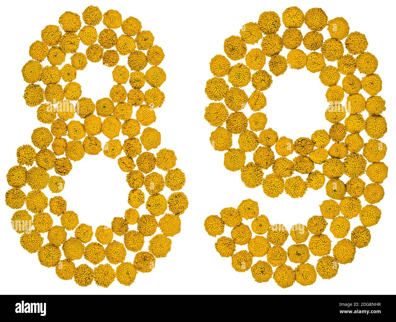 Arabic numeral 89, eighty nine, from yellow flowers of tansy, isolated ...