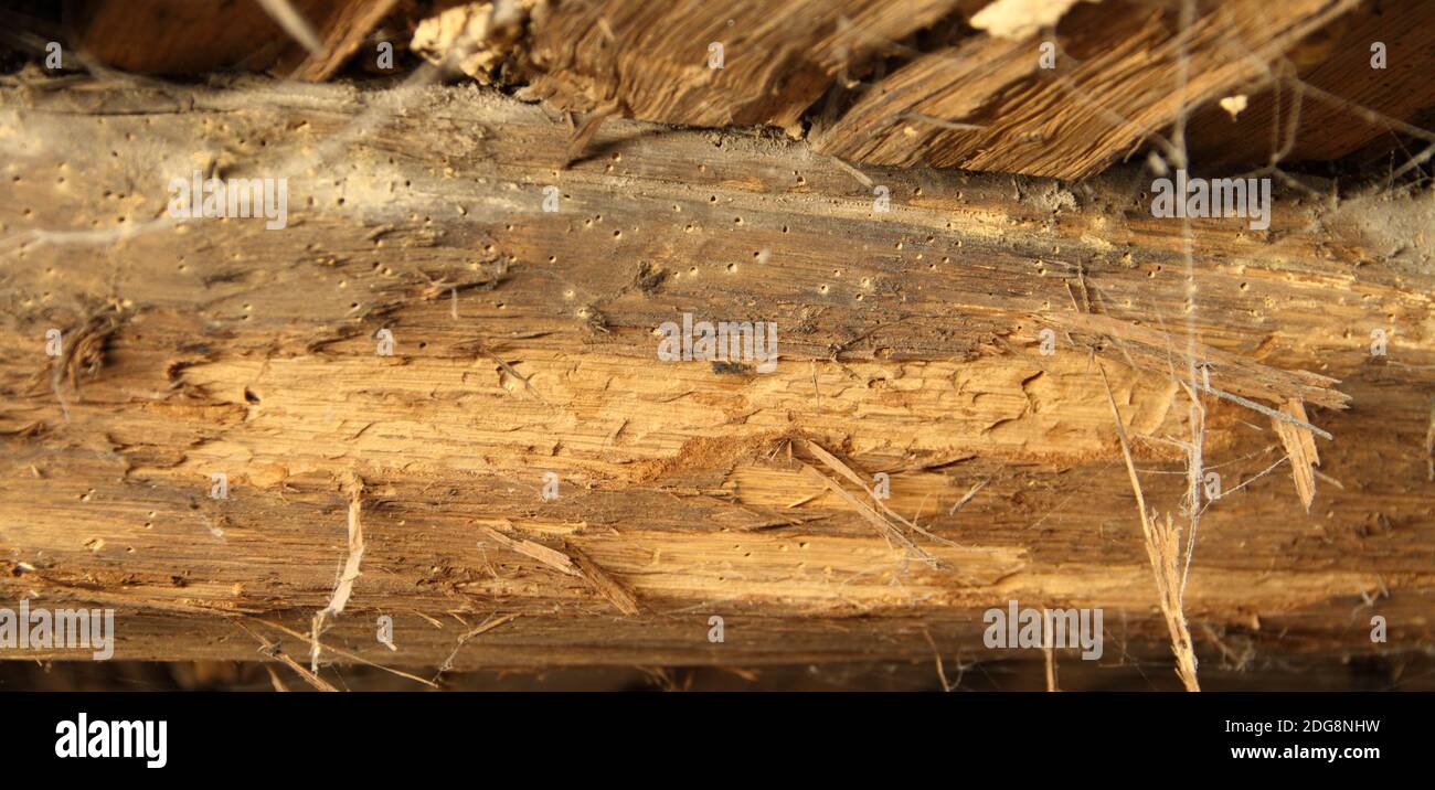 a wood worm in an old entablature Stock Photo - Alamy