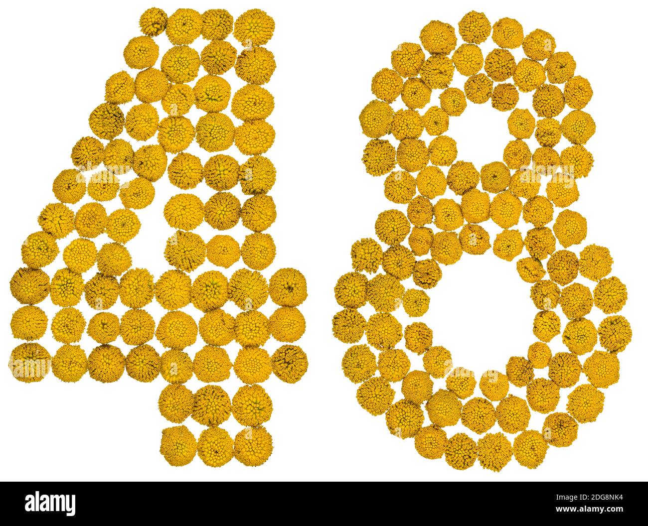 Arabic numeral 48, forty eight, from yellow flowers of tansy, isolated ...