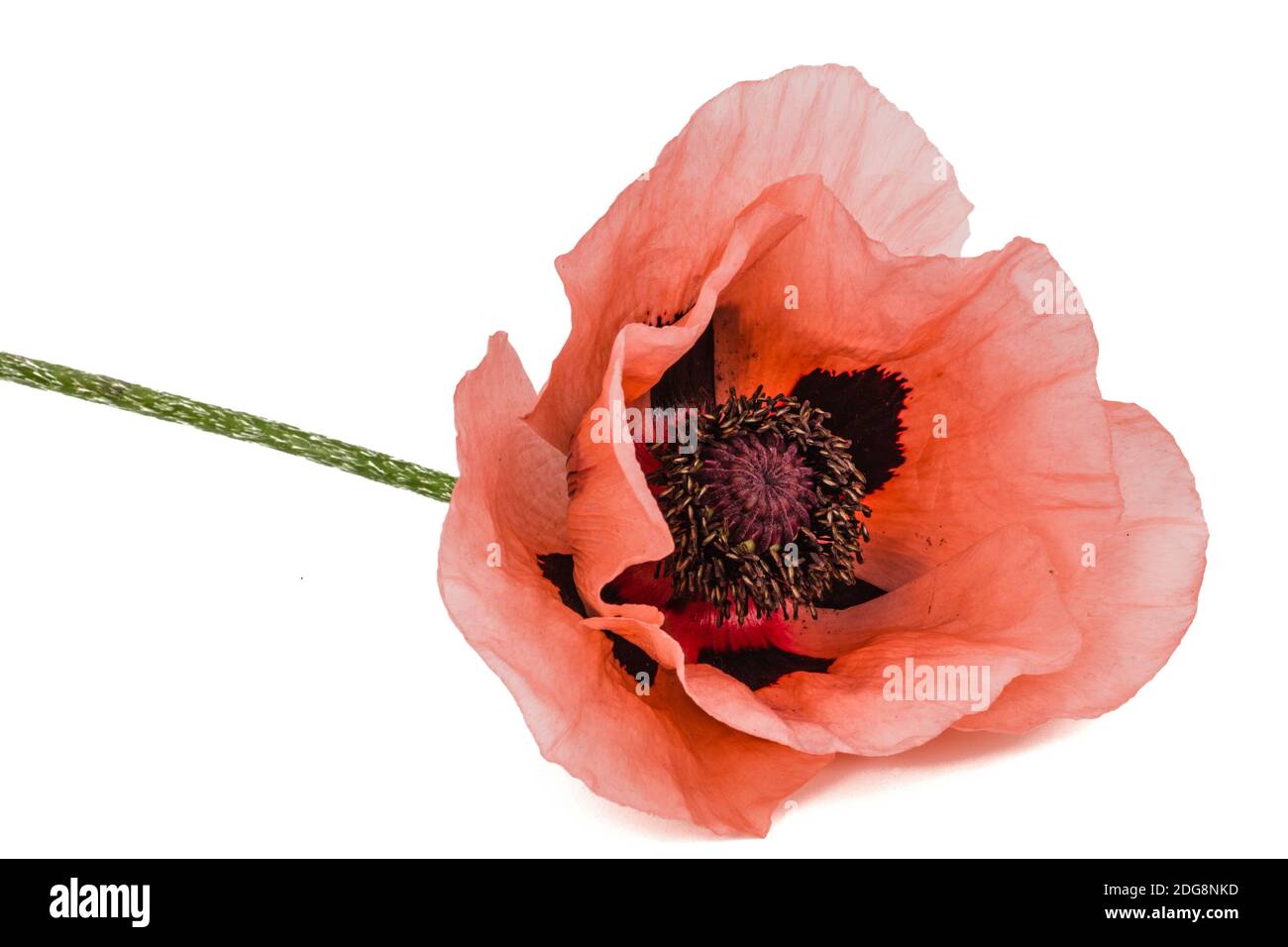 Flower of rose poppy, lat. Papaver, isolated on white background Stock ...