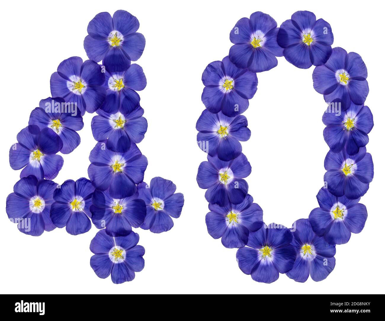 Arabic numeral 40, forty, from blue flowers of flax, isolated on white ...